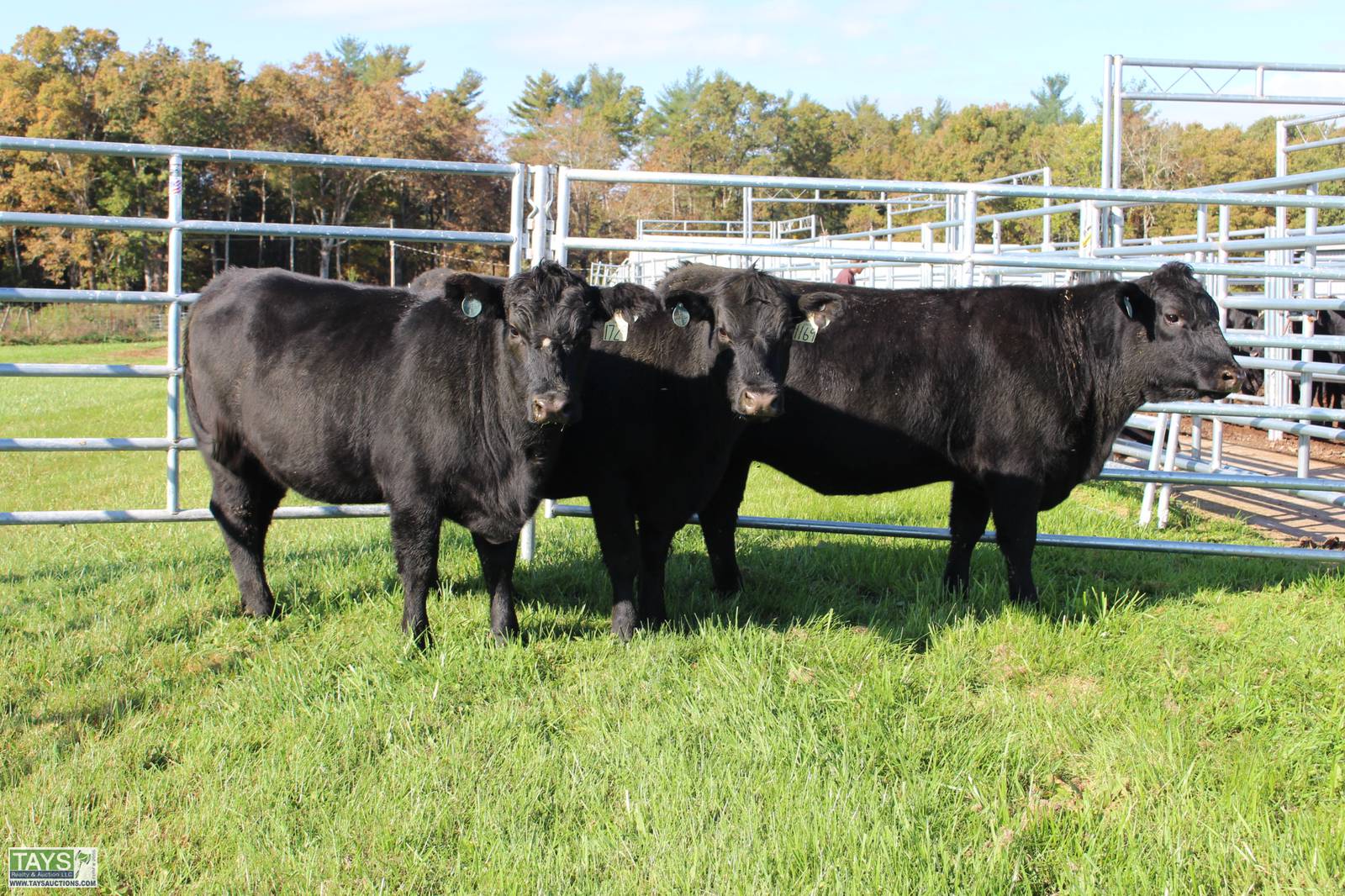 Tays Realty & Auction - Auction: ONLINE CATTLE AUCTION: 90± HEAD of ...