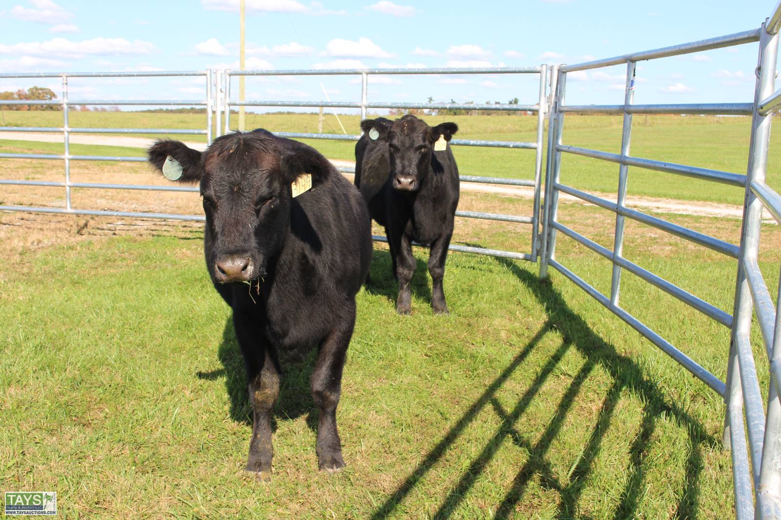 Tays Realty & Auction - Auction: ONLINE CATTLE AUCTION: 90± HEAD of ...