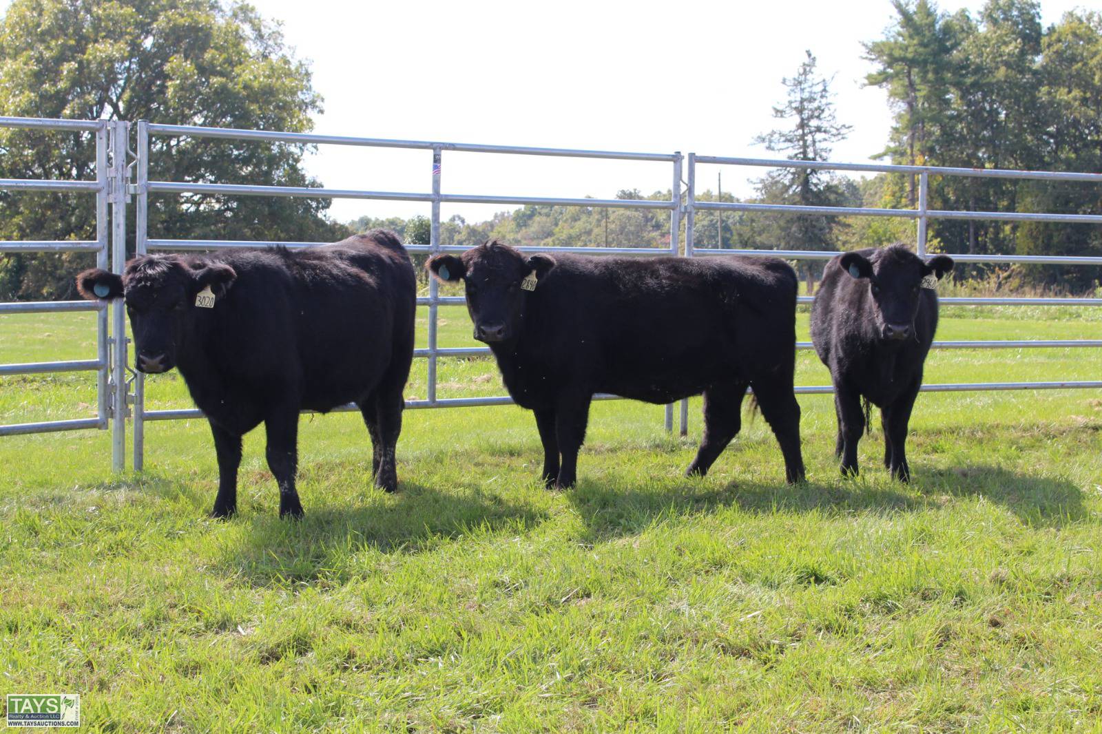 Tays Realty & Auction - Auction: ONLINE CATTLE AUCTION: 90± HEAD of ...