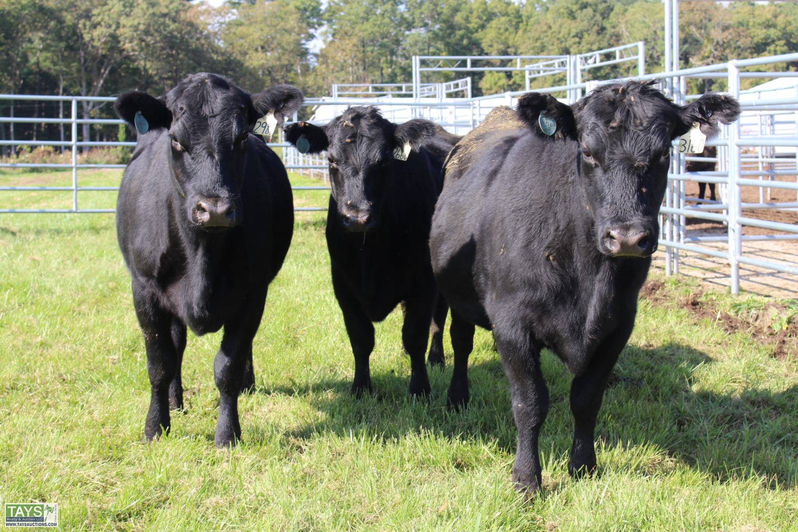 Tays Realty & Auction - Auction: ONLINE CATTLE AUCTION: 90± HEAD of ...