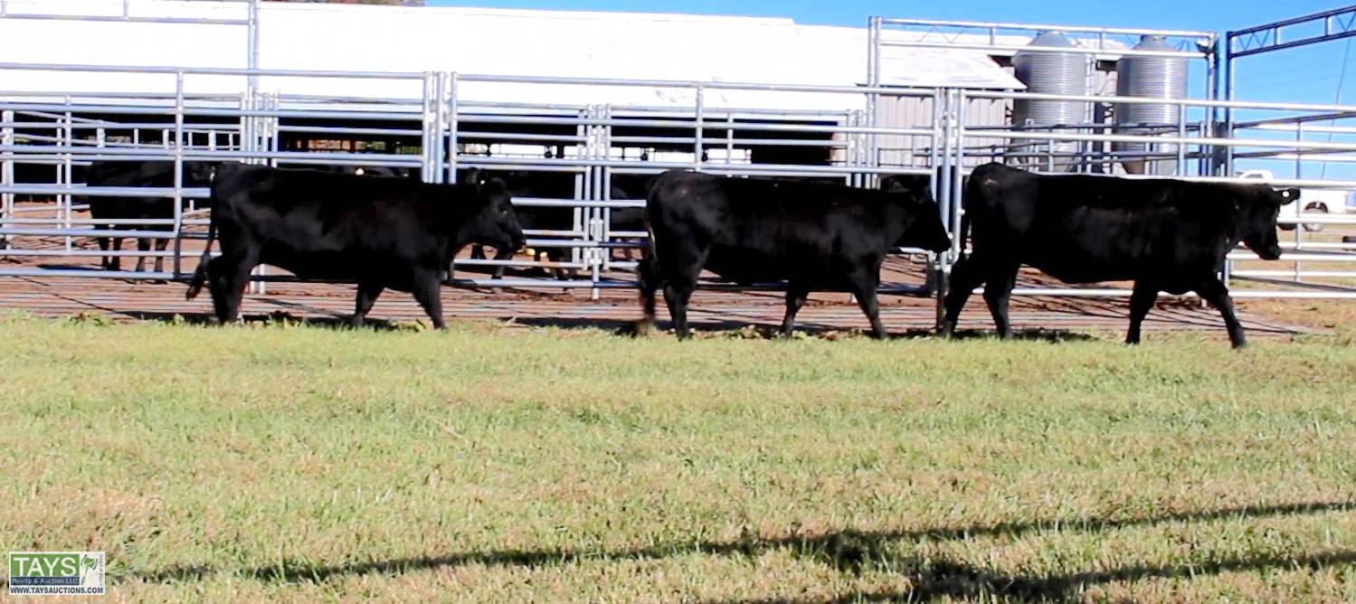 Tays Realty & Auction - Auction: ONLINE CATTLE AUCTION: 75± HEAD of ...