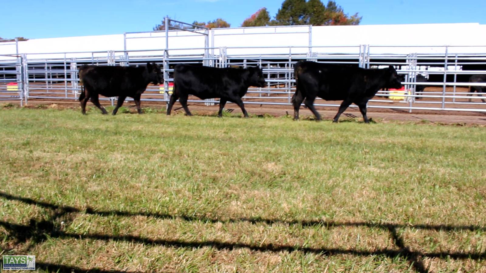 Tays Realty & Auction - Auction: ONLINE CATTLE AUCTION: 75± HEAD of ...