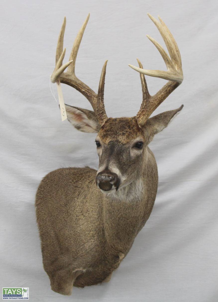 Tays Realty & Auction - Auction: ONLINE ABSOLUTE AUCTION: FIREARMS ...