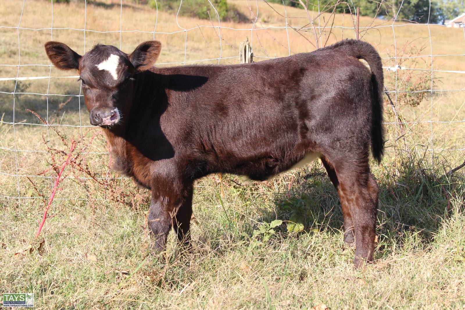 Tays Realty & Auction - Auction: ONLINE CATTLE SALE: 5th ANNUAL GOD'S ...