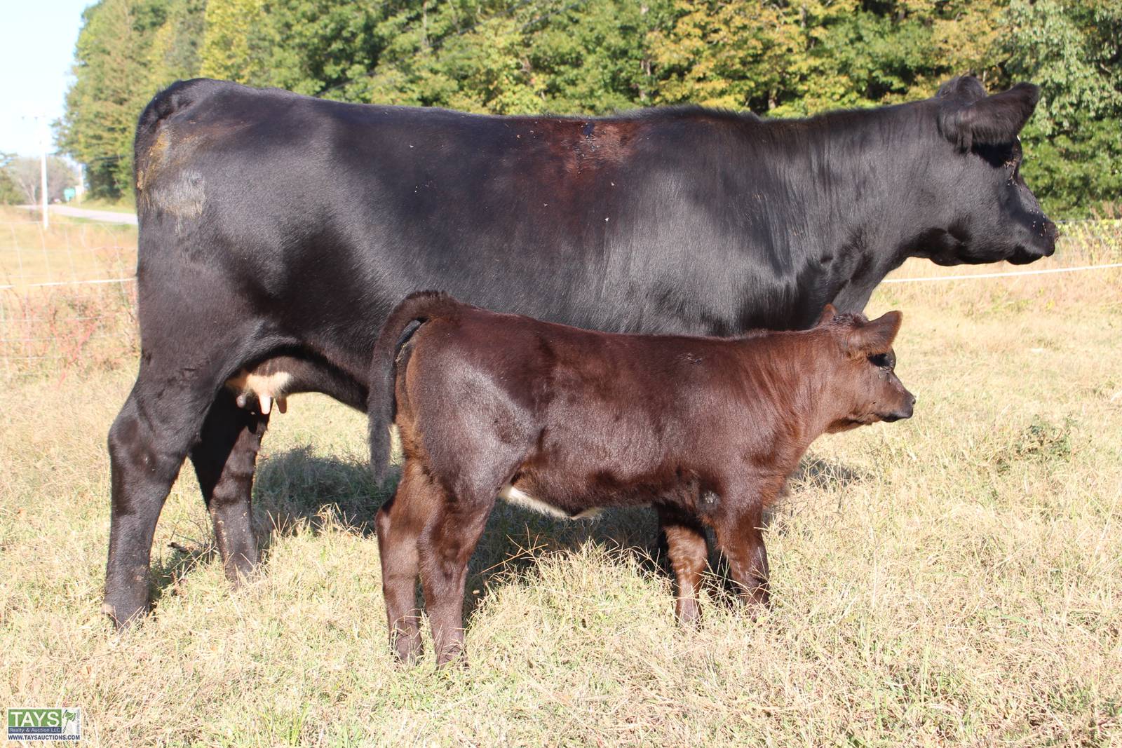 Tays Realty & Auction - Auction: ONLINE CATTLE SALE: 5th ANNUAL GOD'S ...
