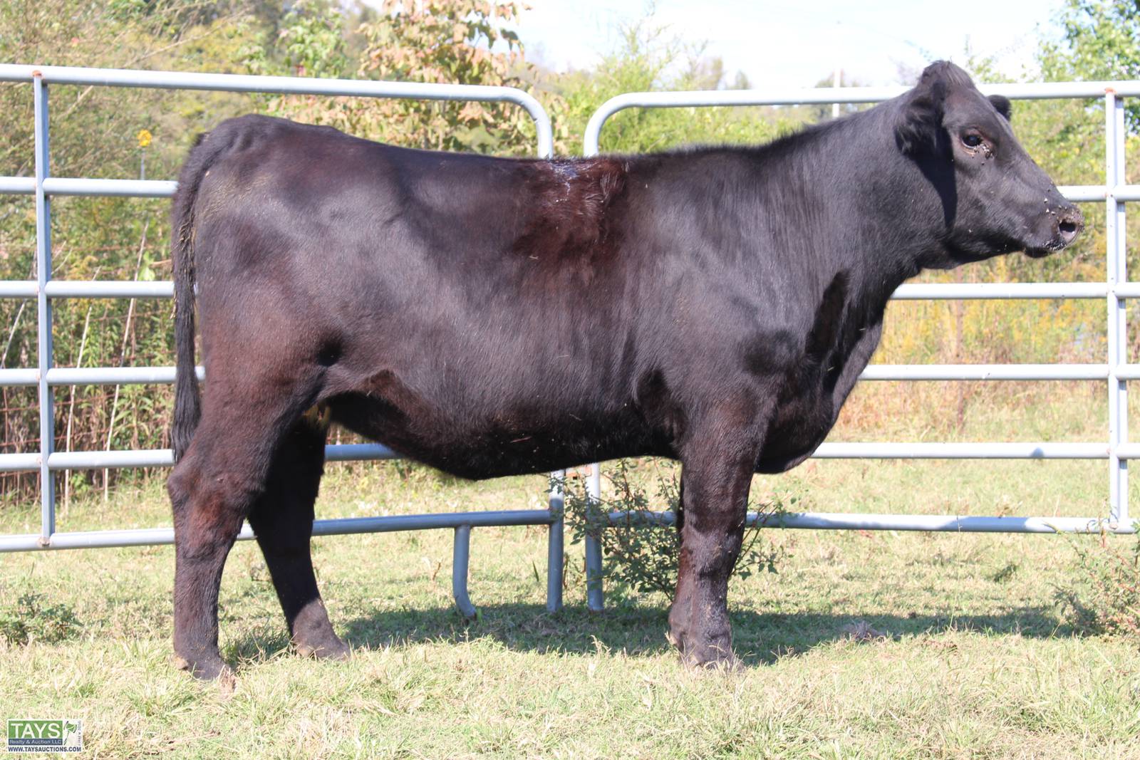 Tays Realty & Auction - Auction: ONLINE CATTLE SALE: 5th ANNUAL GOD'S ...