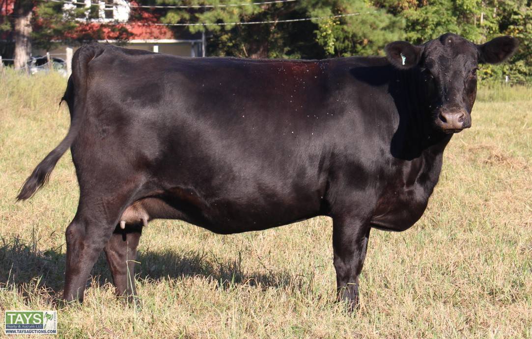 Tays Realty & Auction - Auction: ONLINE CATTLE SALE: 5th ANNUAL GOD'S ...