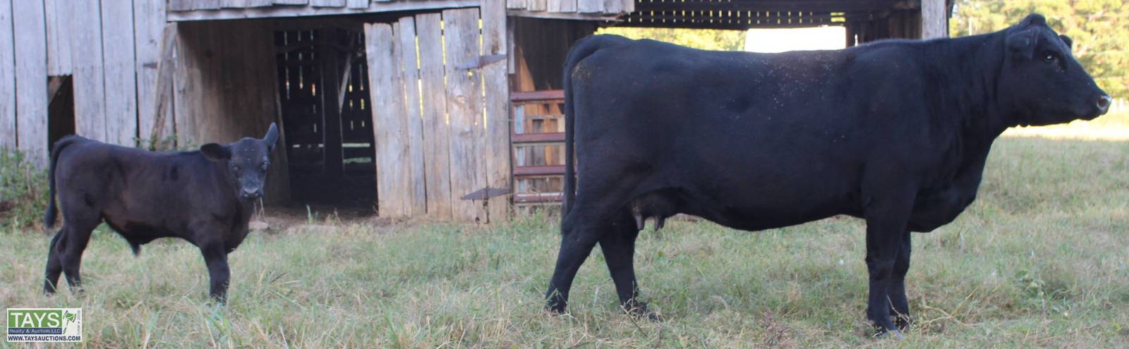 Tays Realty & Auction - Auction: ONLINE CATTLE SALE: 5th ANNUAL GOD'S ...
