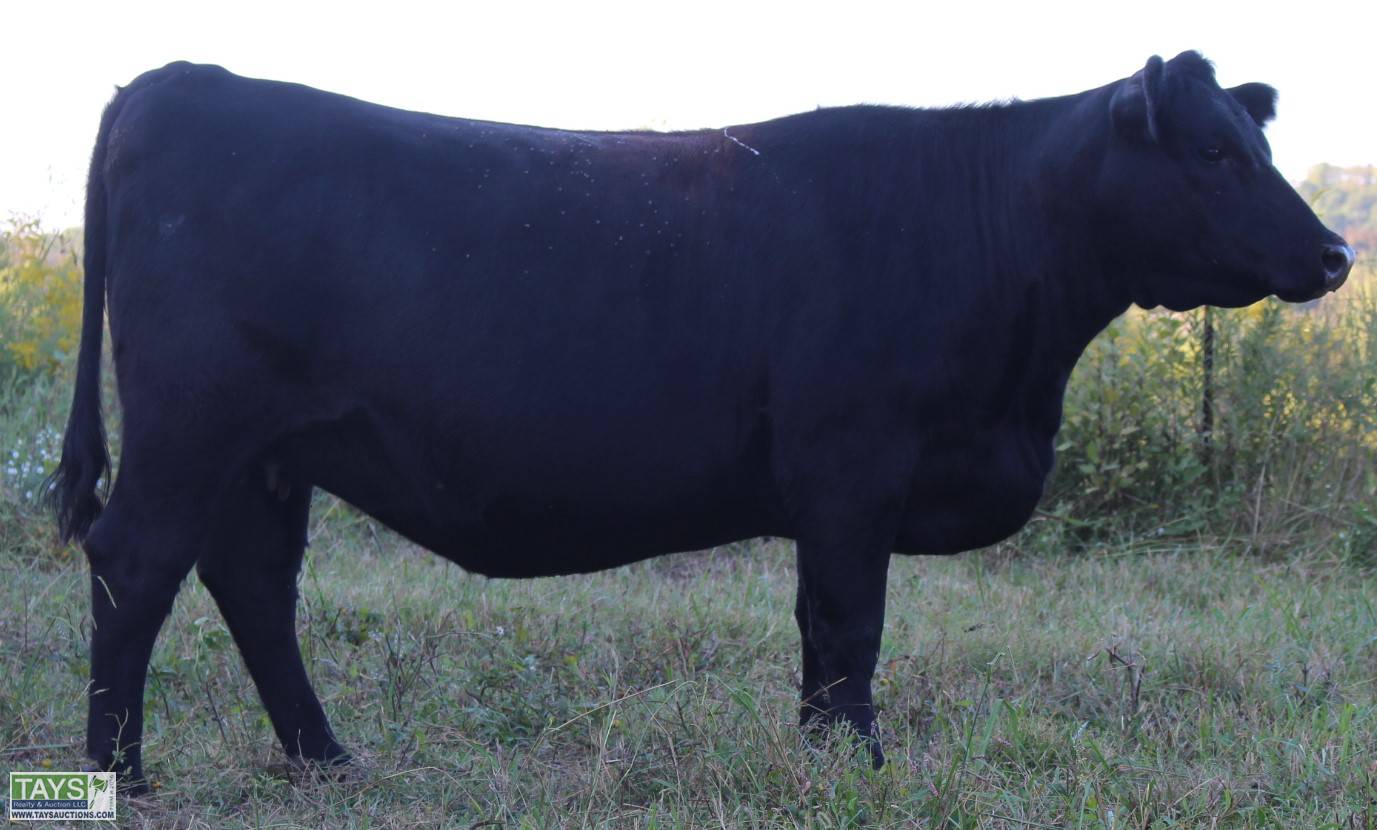 Tays Realty & Auction - Auction: ONLINE CATTLE SALE: 5th ANNUAL GOD'S ...