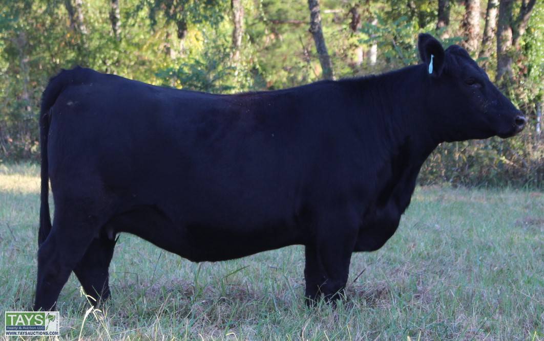 Tays Realty & Auction - Auction: ONLINE CATTLE SALE: 5th ANNUAL GOD'S ...