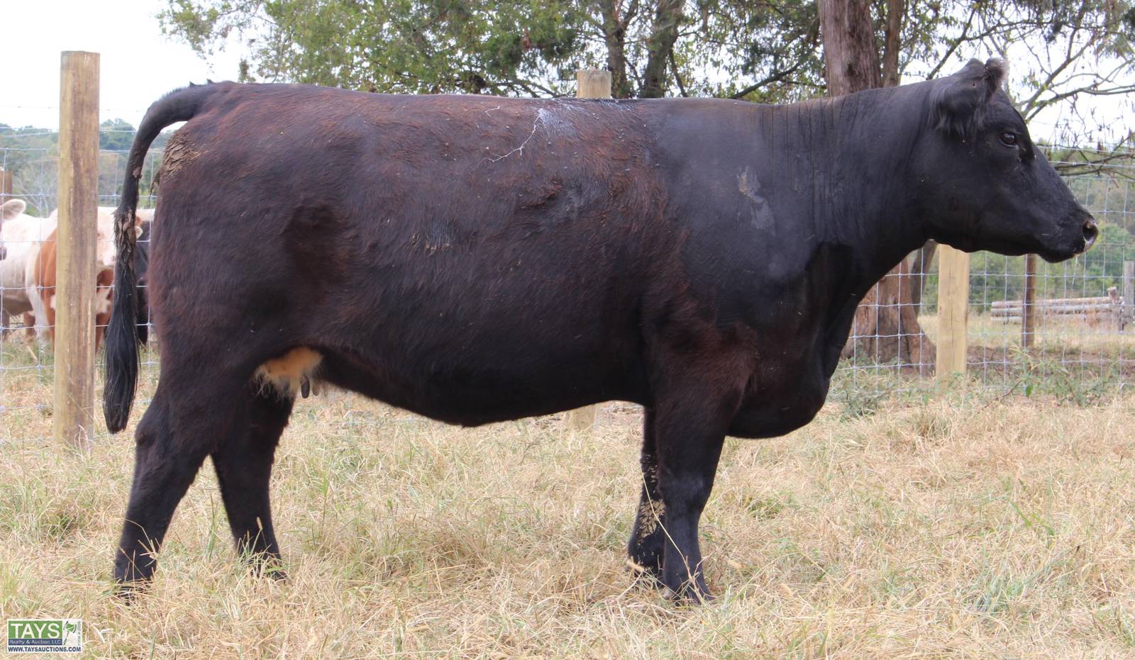 Tays Realty & Auction - Auction: ONLINE CATTLE SALE: 5th ANNUAL GOD'S ...