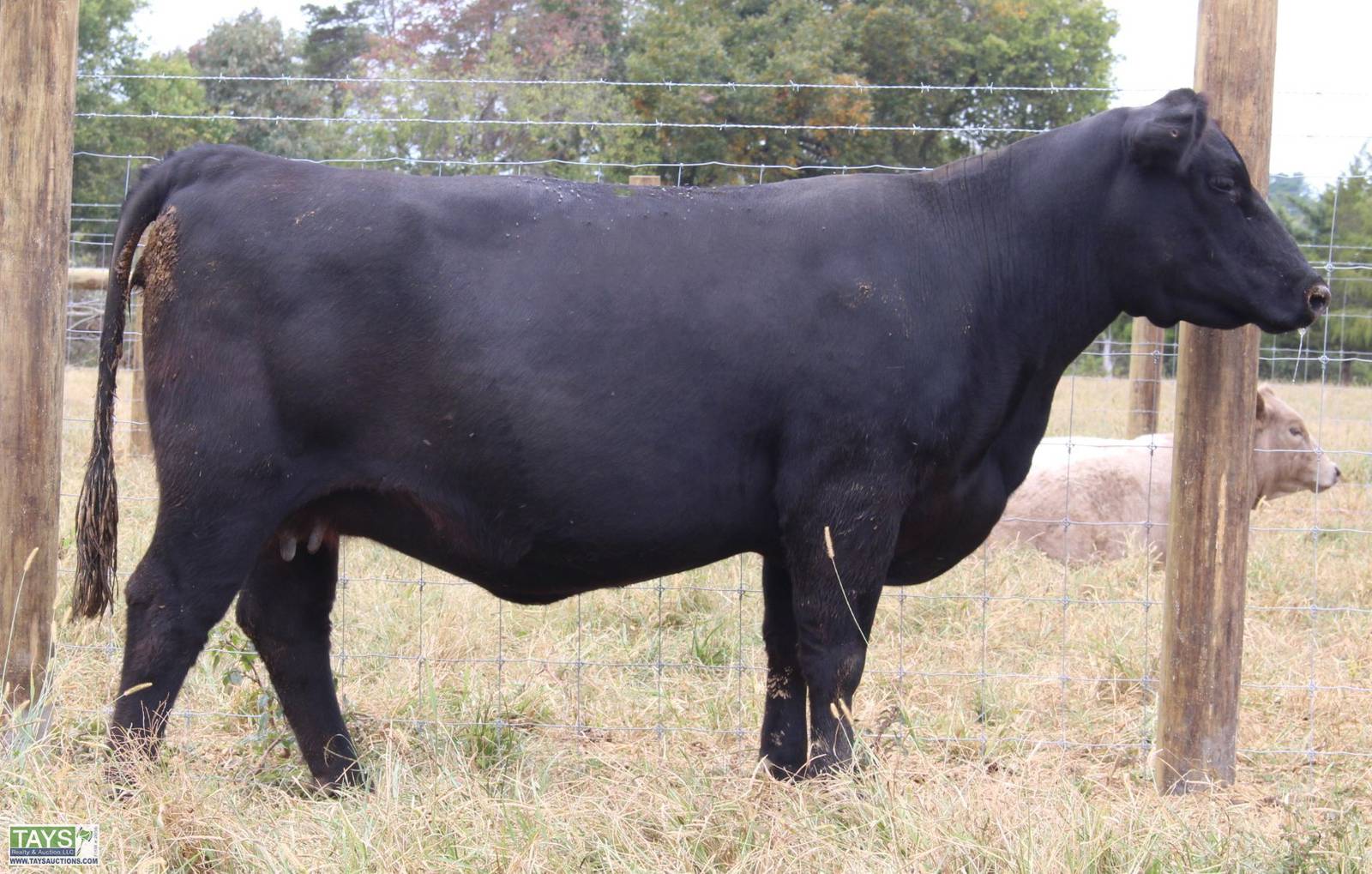 Tays Realty & Auction - Auction: ONLINE CATTLE SALE: 5th ANNUAL GOD'S ...