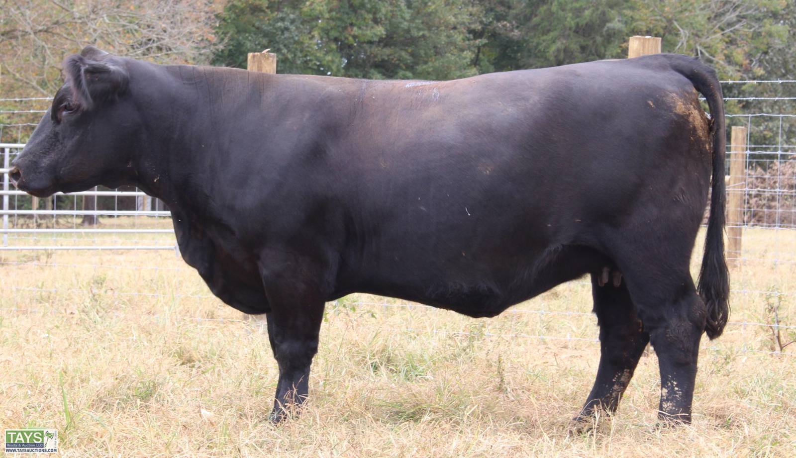 Tays Realty & Auction - Auction: ONLINE CATTLE SALE: 5th ANNUAL GOD'S ...