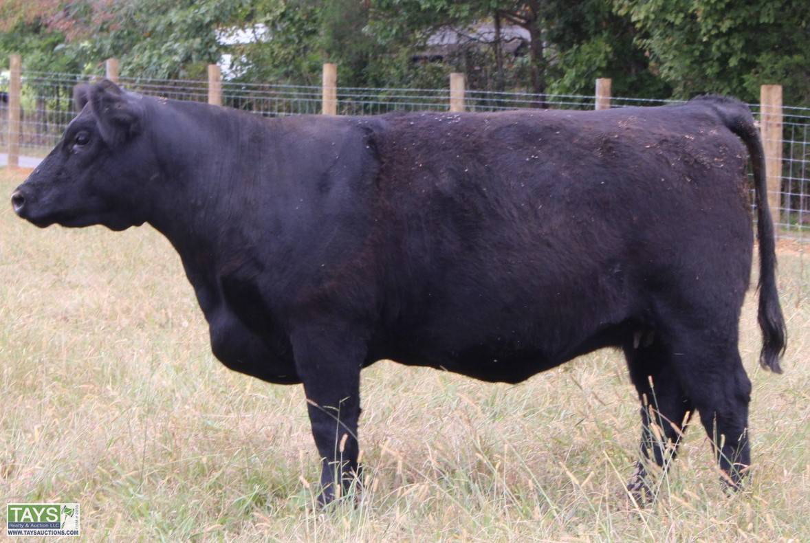 Tays Realty & Auction - Auction: ONLINE CATTLE SALE: 5th ANNUAL GOD'S ...
