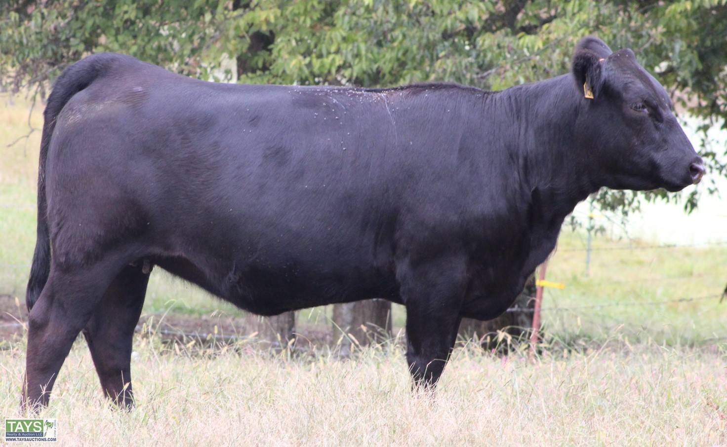 Tays Realty & Auction - Auction: ONLINE CATTLE SALE: 5th ANNUAL GOD'S ...