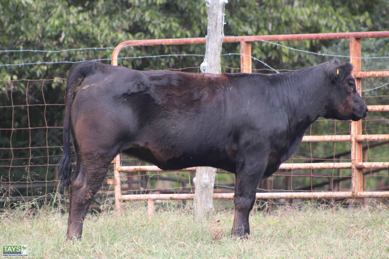 Tays Realty & Auction - Auction: ONLINE CATTLE SALE: 5th ANNUAL GOD'S ...