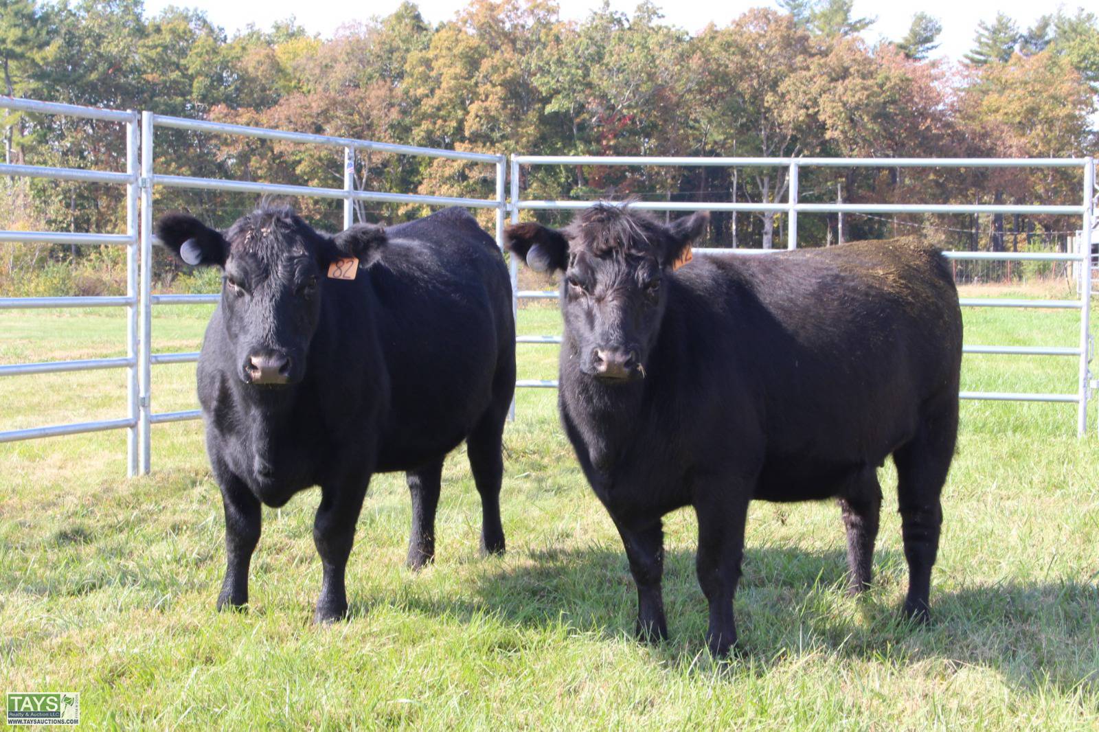 Tays Realty & Auction - Auction: ONLINE CATTLE AUCTION: 80± HEAD of ...