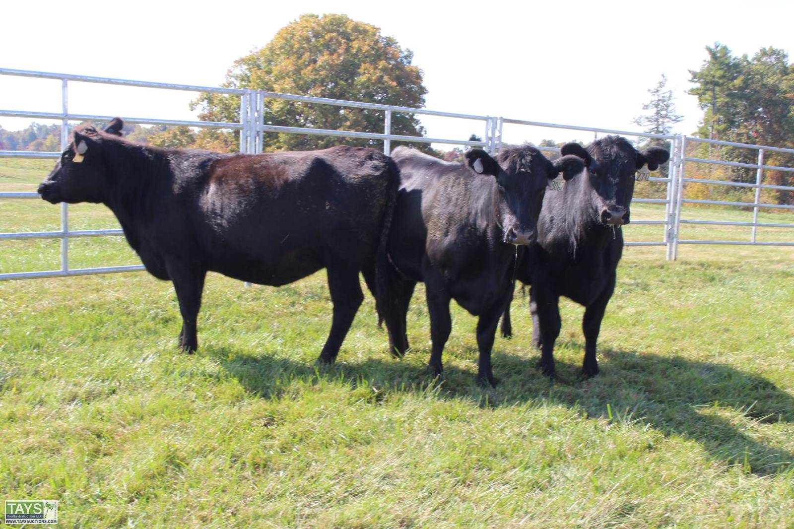 Tays Realty & Auction - Auction: ONLINE CATTLE AUCTION: 80± HEAD of ...