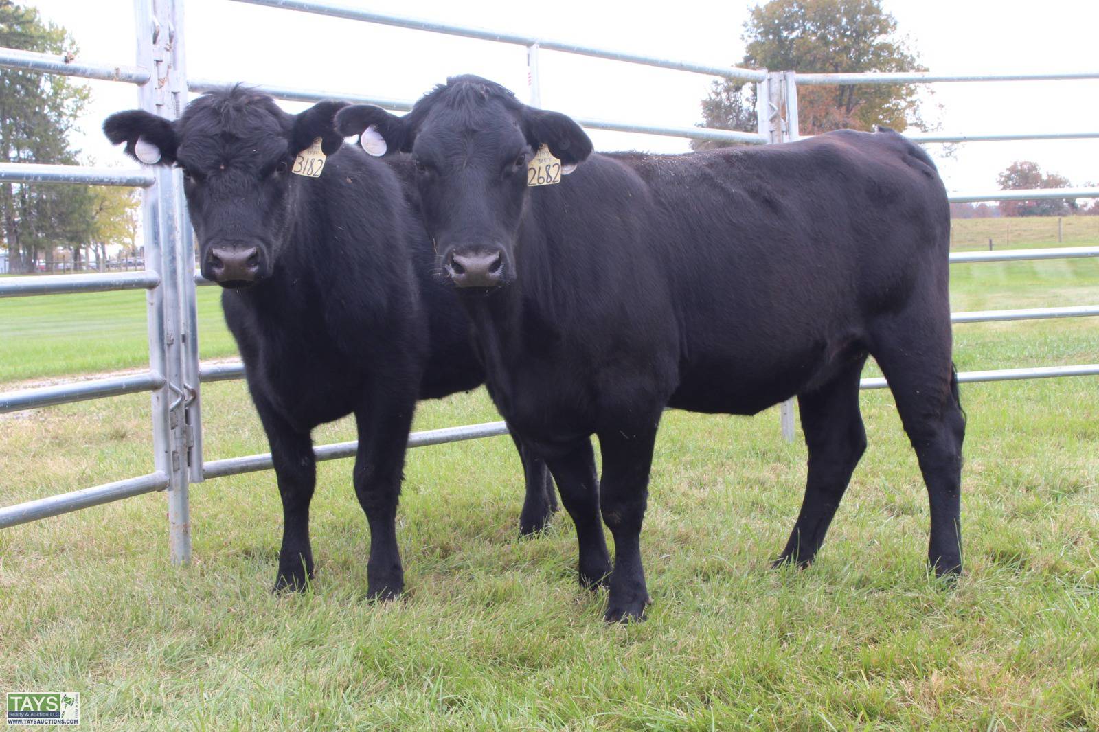 Tays Realty & Auction - Auction: ONLINE CATTLE AUCTION: 80± HEAD of ...
