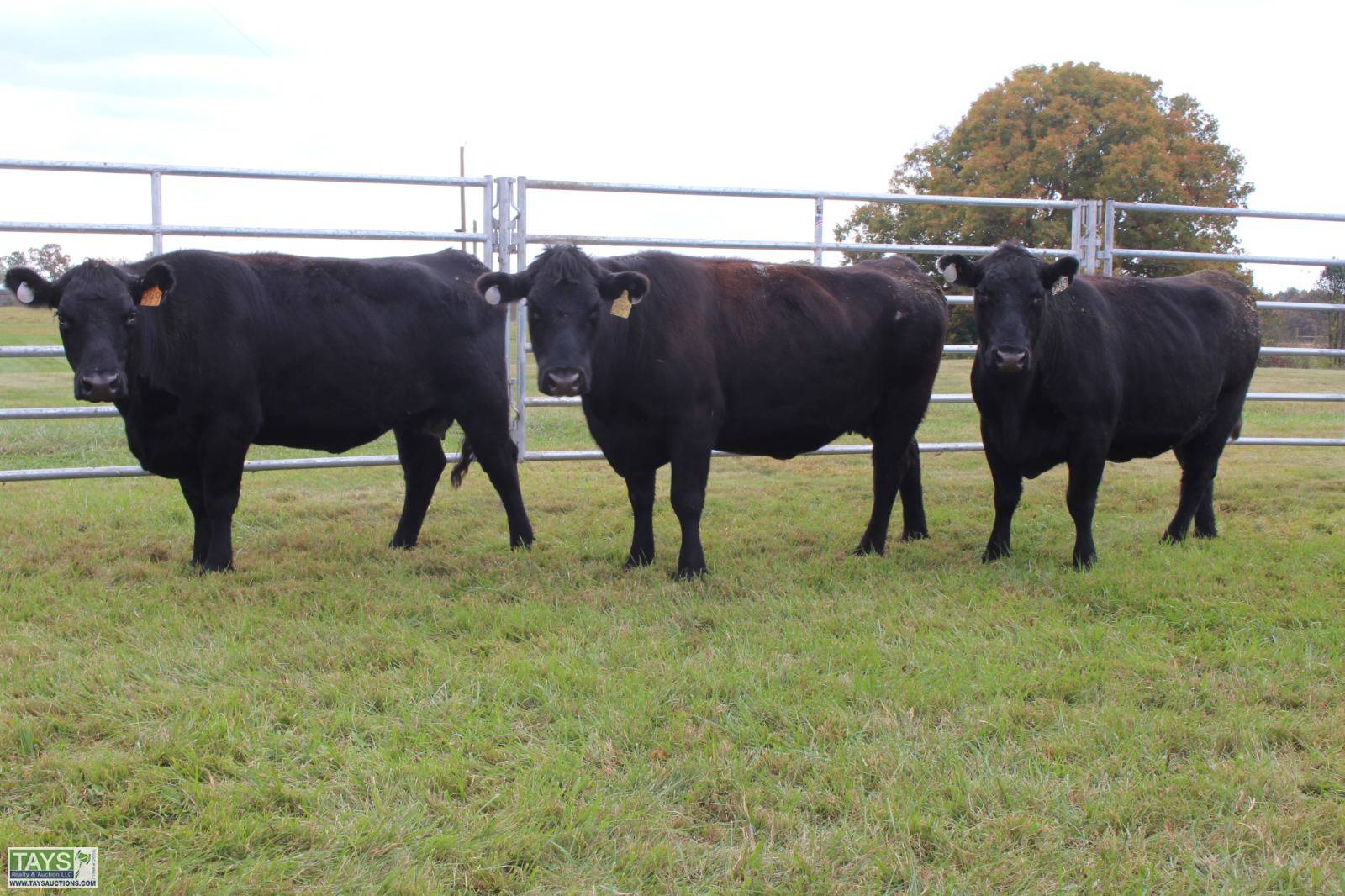 Tays Realty & Auction - Auction: ONLINE CATTLE AUCTION: 80± HEAD of ...