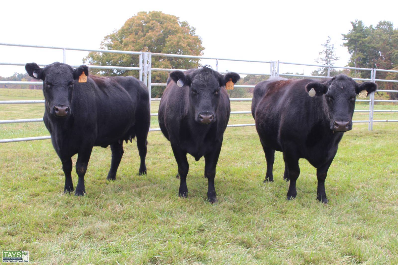 Tays Realty & Auction - Auction: ONLINE CATTLE AUCTION: 80± HEAD of ...