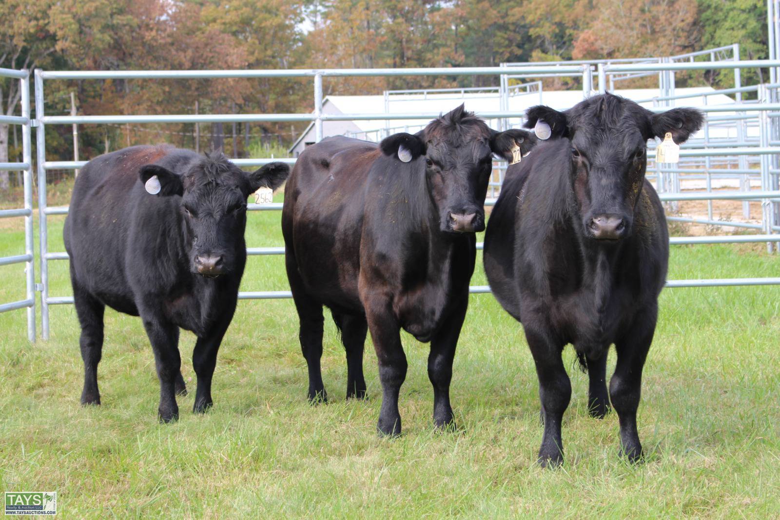Tays Realty & Auction - Auction: ONLINE CATTLE AUCTION: 80± HEAD of ...