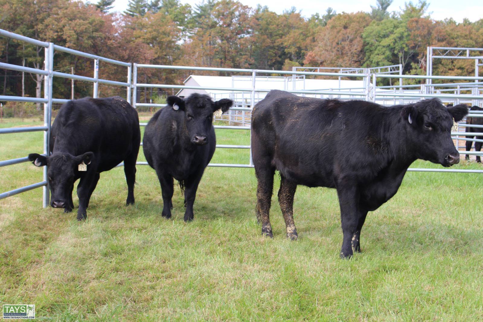 Tays Realty & Auction - Auction: ONLINE CATTLE AUCTION: 80± HEAD of ...