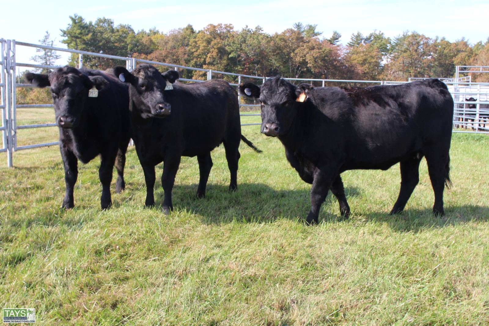 Tays Realty & Auction - Auction: ONLINE CATTLE AUCTION: 80± HEAD of ...