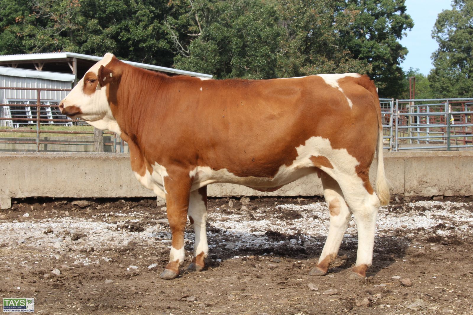 Tays Realty & Auction - Auction: ONLINE CATTLE AUCTION: TRIPLE A FARMS ...