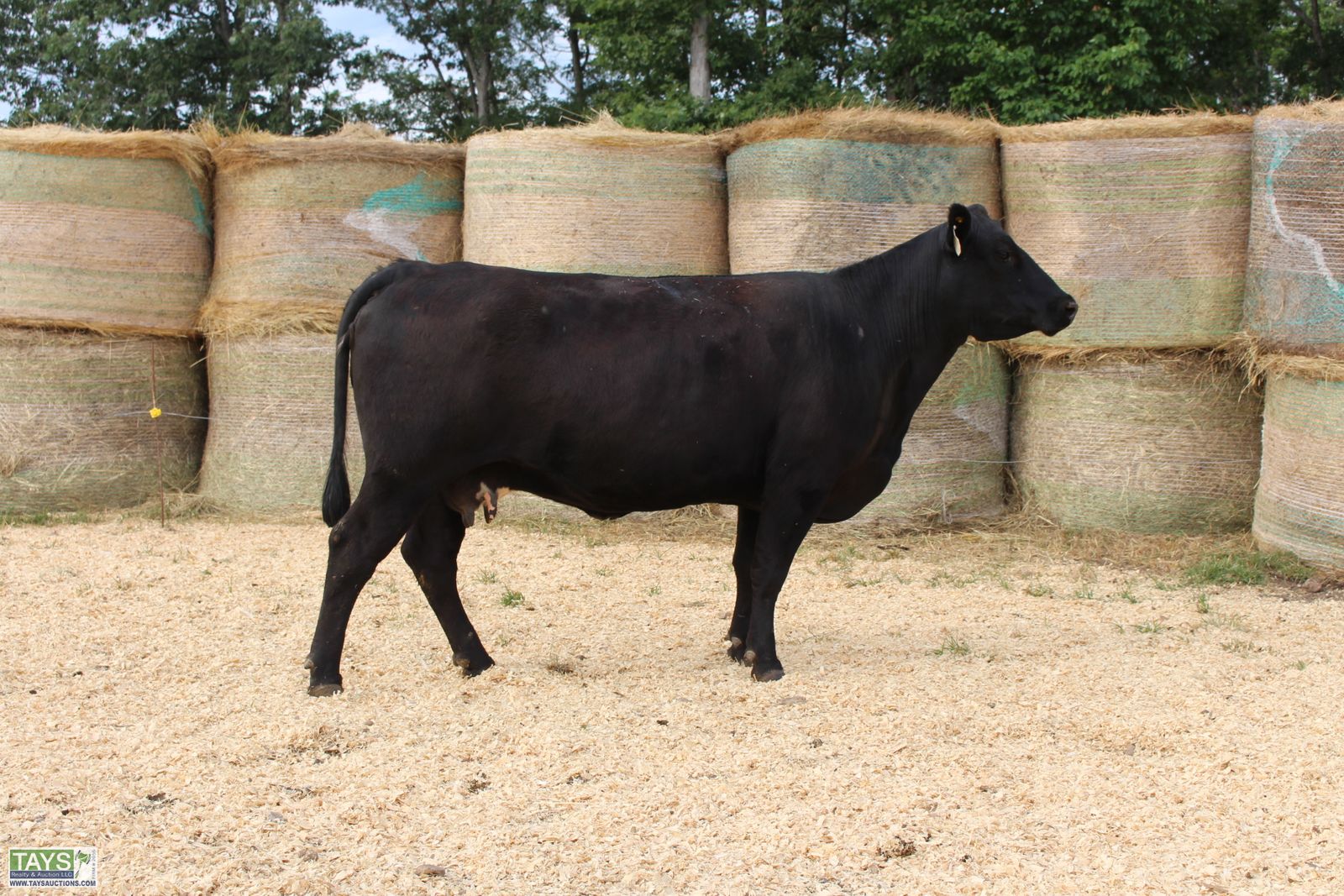 Tays Realty & Auction - Auction: ONLINE CATTLE AUCTION: TRIPLE A FARMS ...